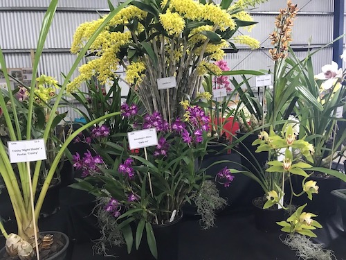 Cobden Orchid Show 2024 - Cobden
